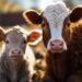 Cortico-Steroid for Cattles | Pecus Healthcare